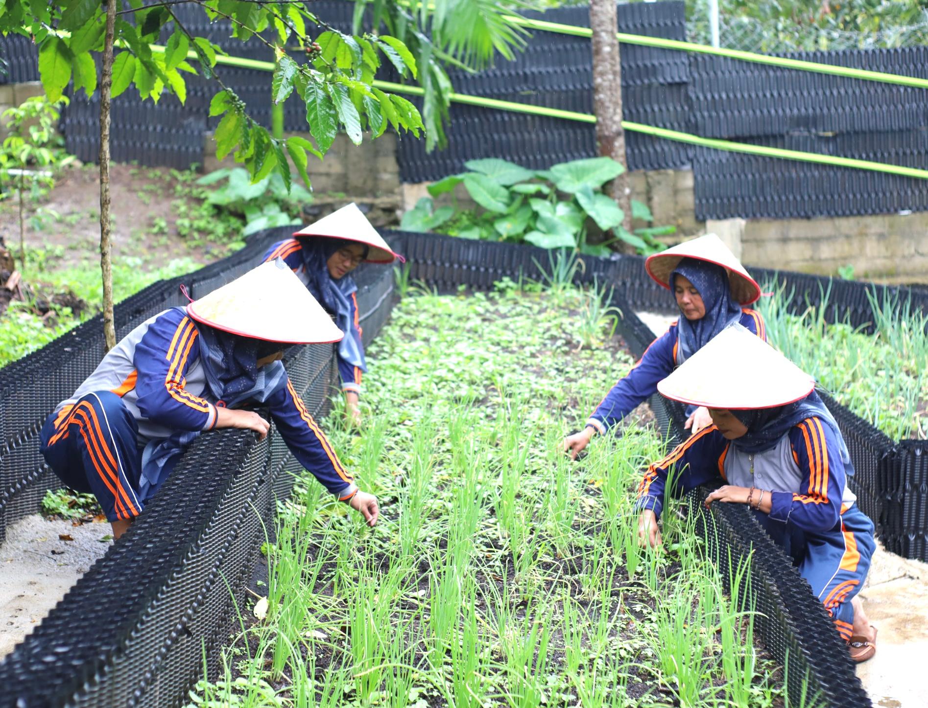 PGE Ulubelu Area Strengthens Food Security and Women's Empowerment ...
